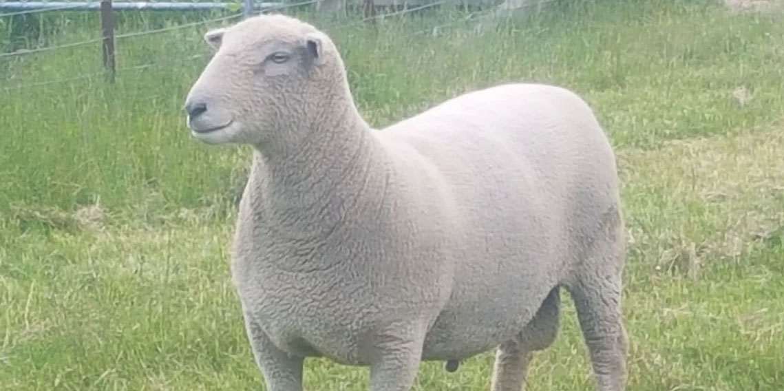 Sale of Prized Stud Ram provides more than 4,000 meals for food banks ...
